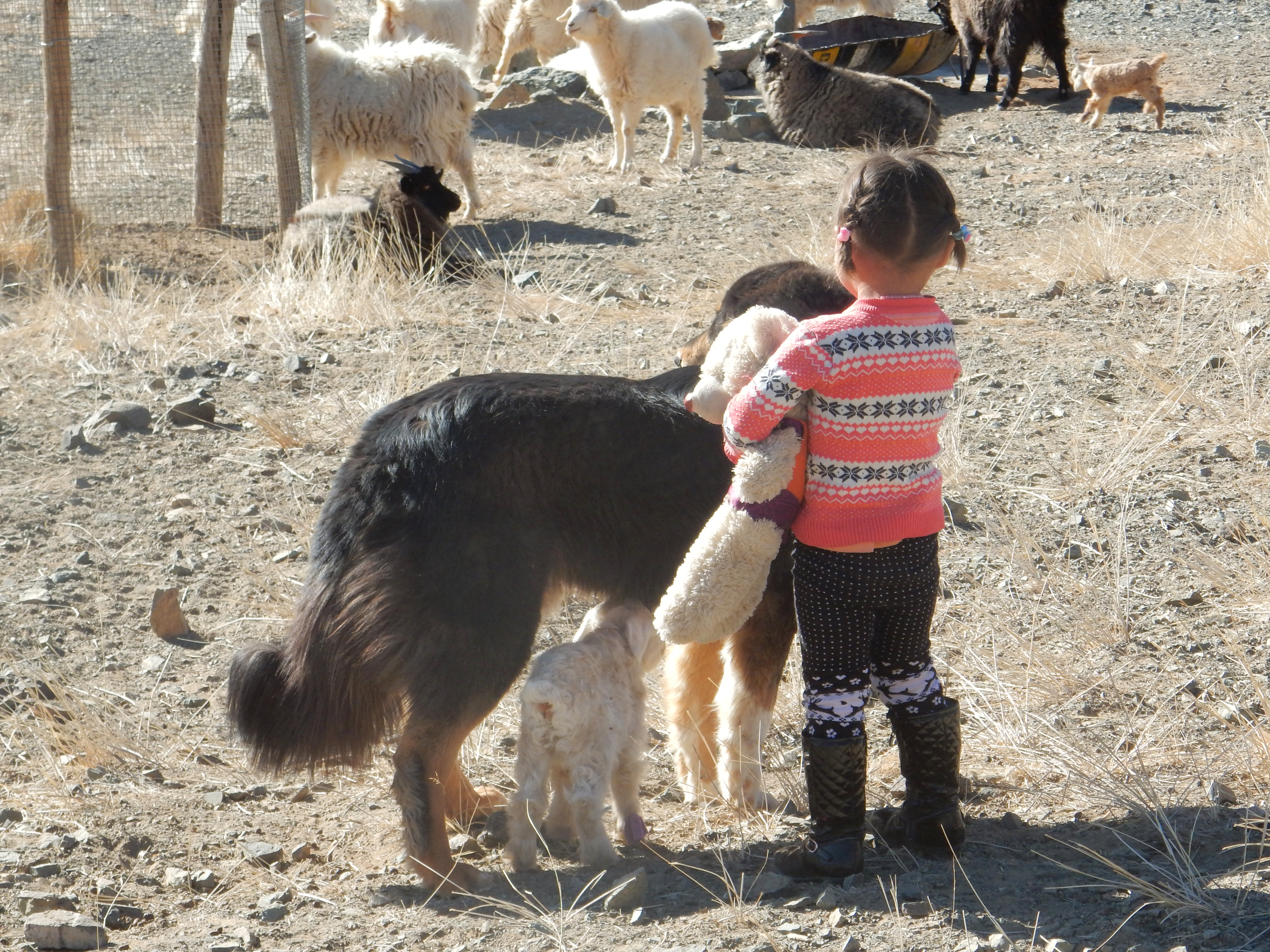 Our Mission | Mongolian Bankhar Dog Project