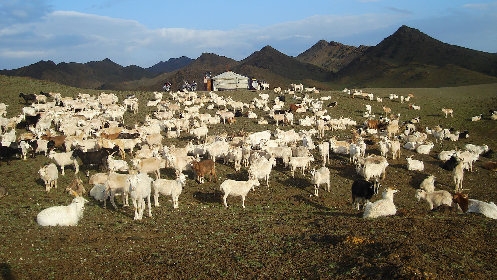 DSC05007c | Mongolian Bankhar Dog Project