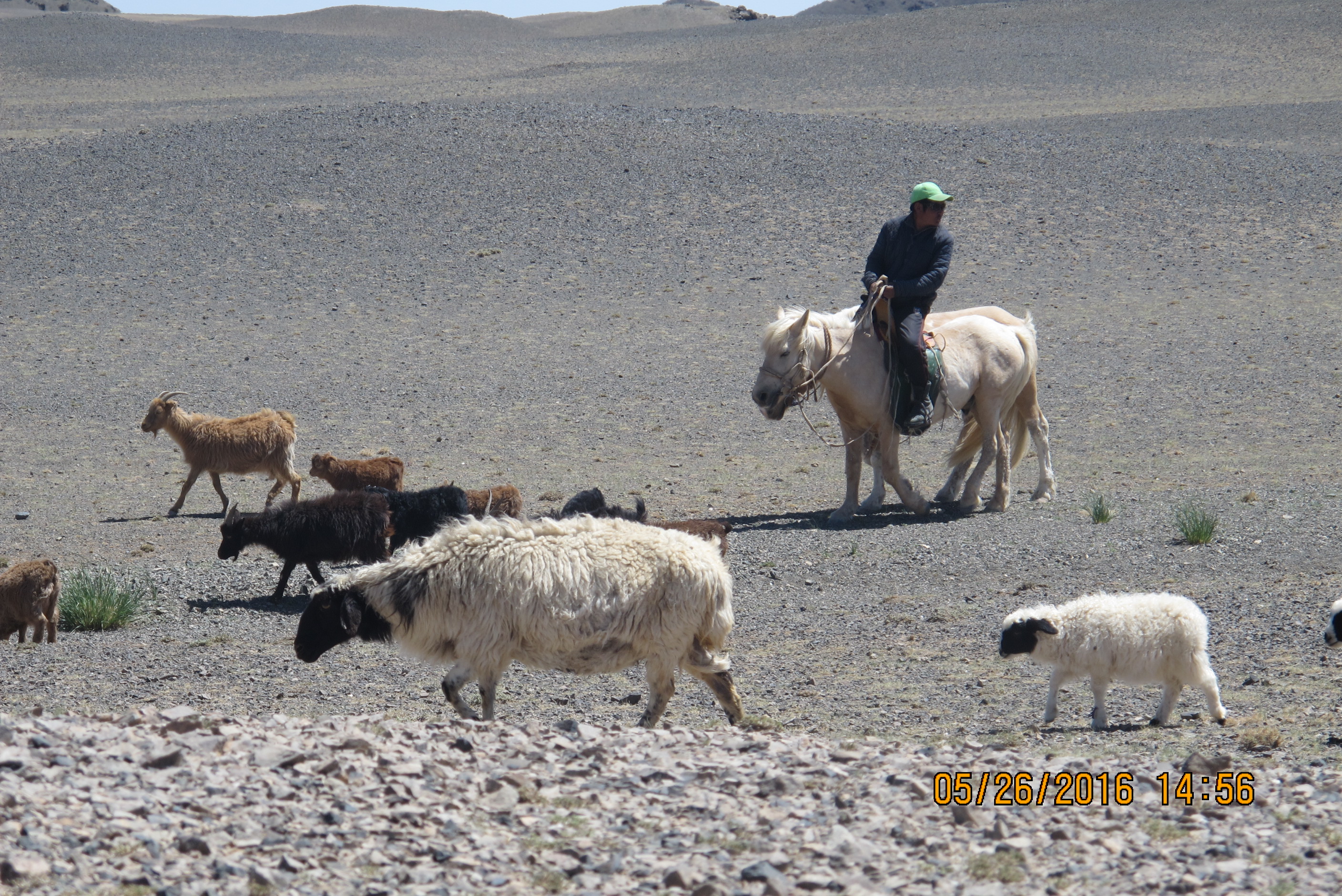 img_1872_27559467126_o | Mongolian Bankhar Dog Project