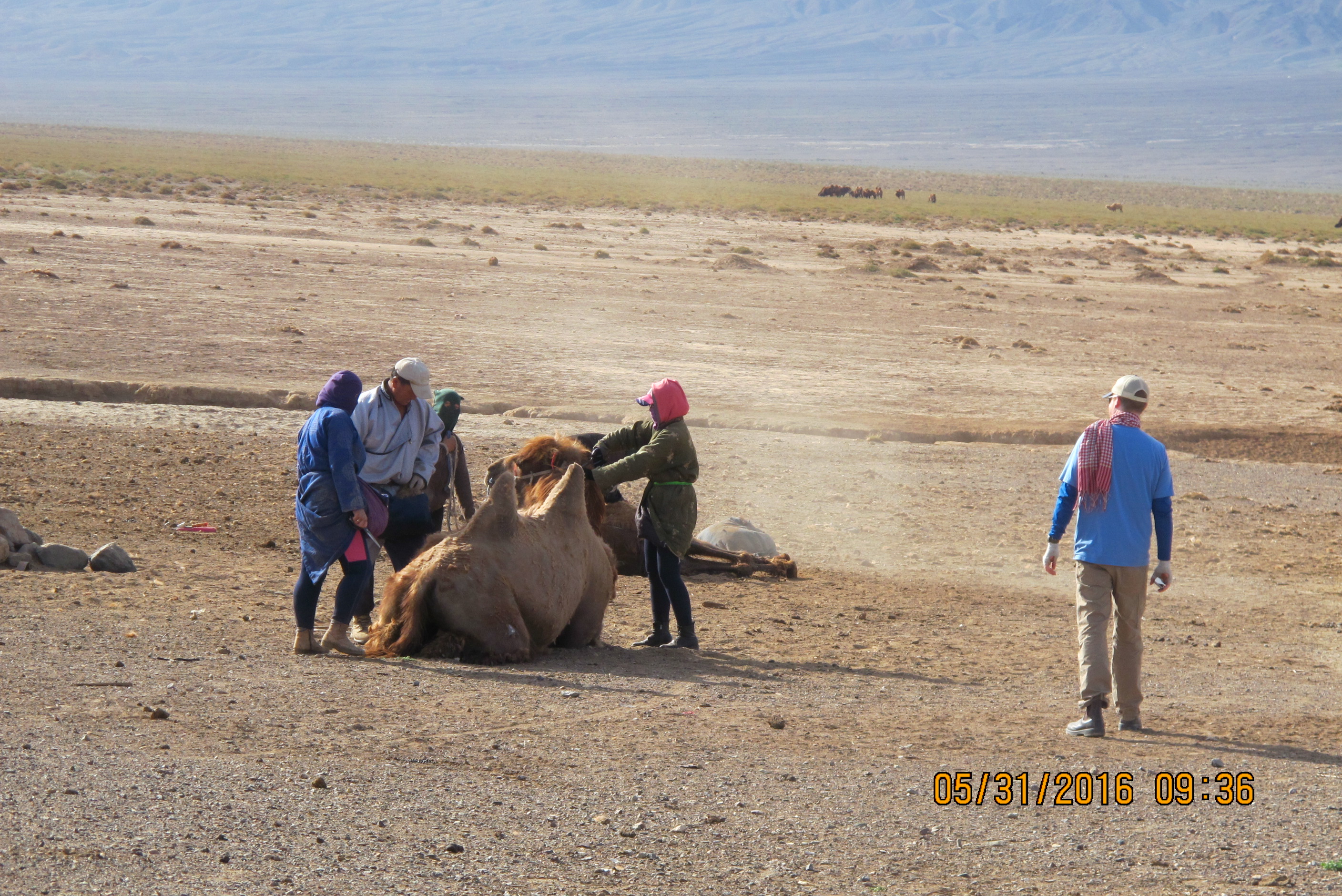 img_2120_27593374405_o | Mongolian Bankhar Dog Project