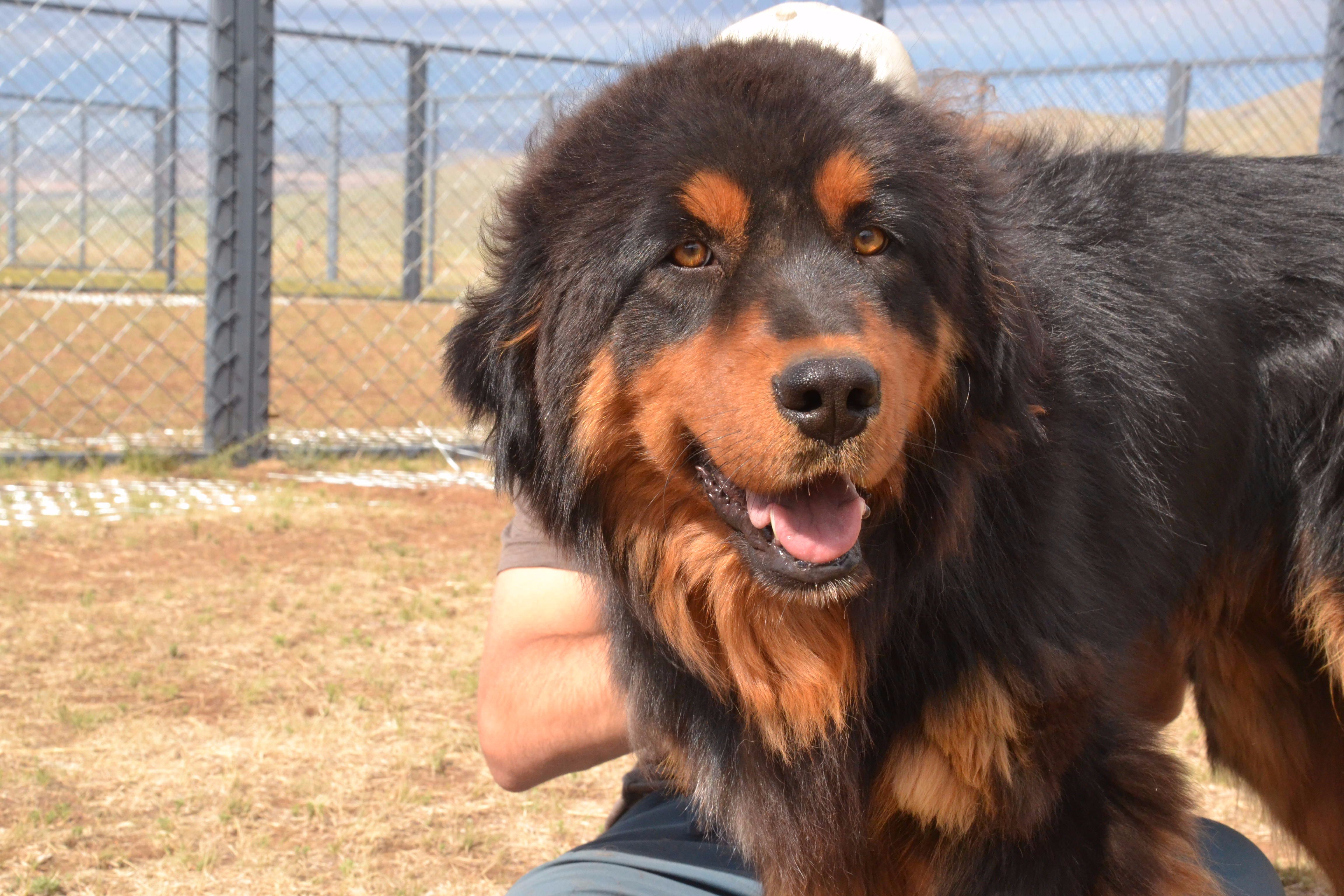 Bradley | Mongolian Bankhar Dog Project