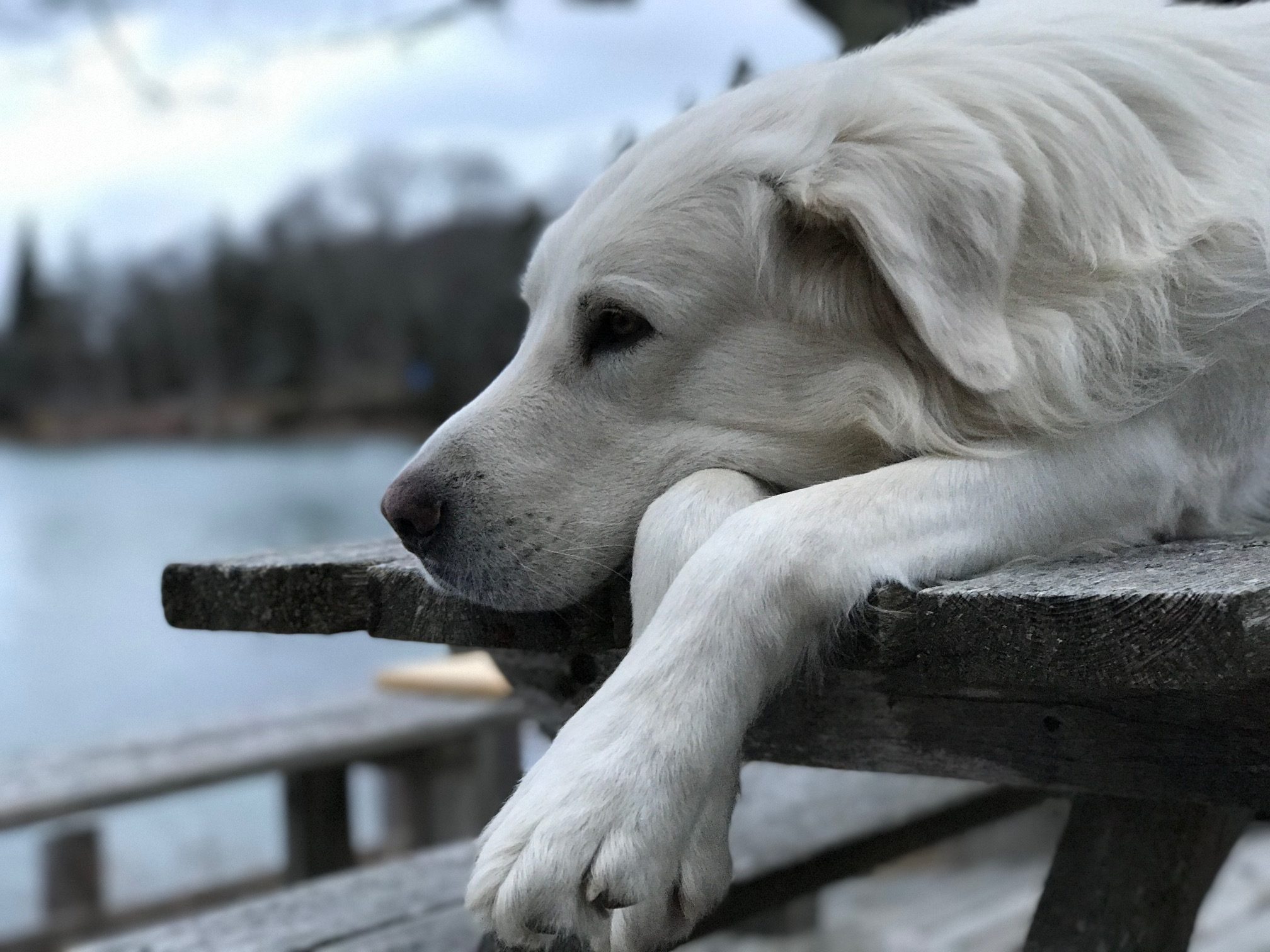 IMG_1312 | Mongolian Bankhar Dog Project