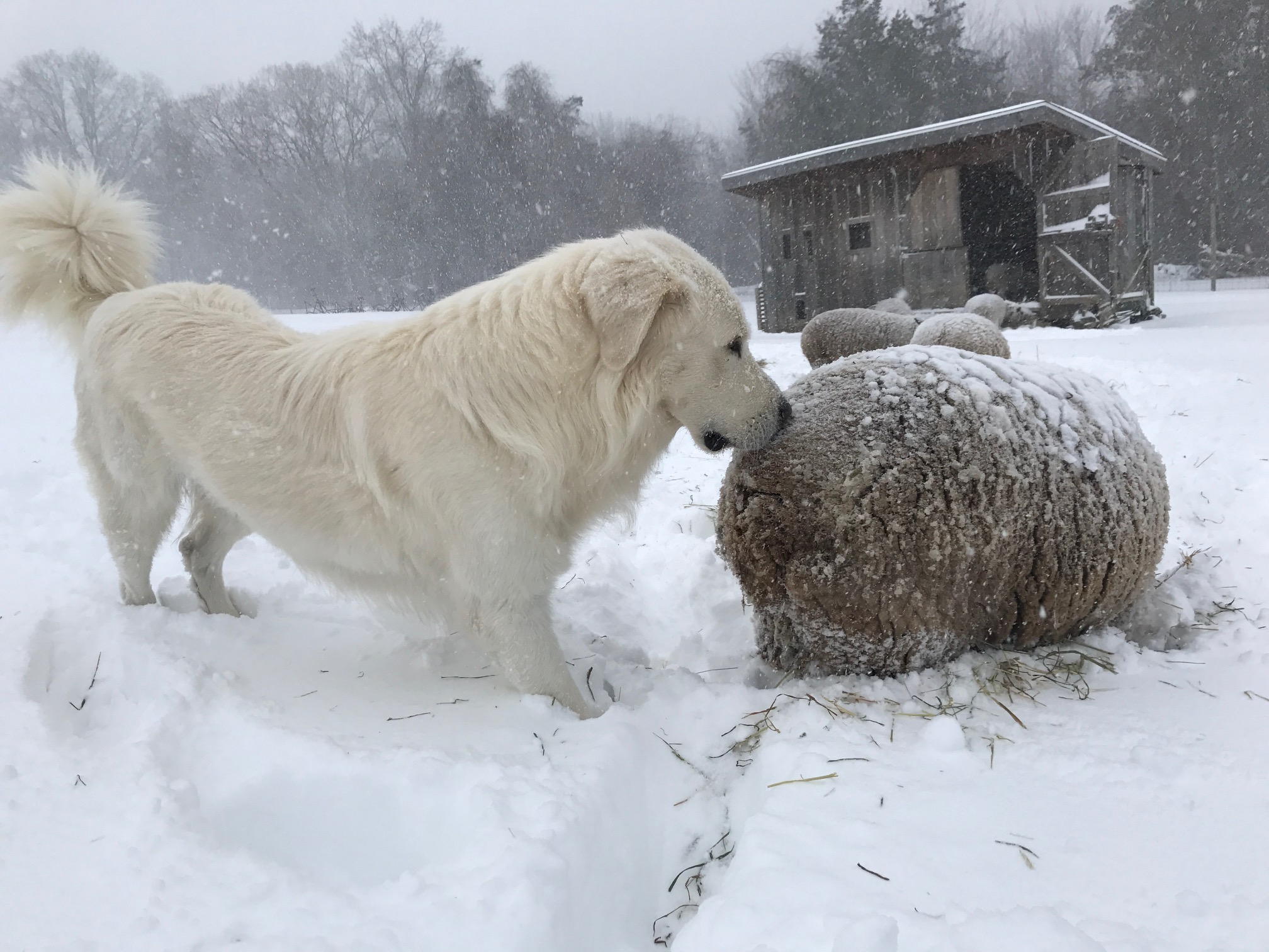 IMG_1484 | Mongolian Bankhar Dog Project