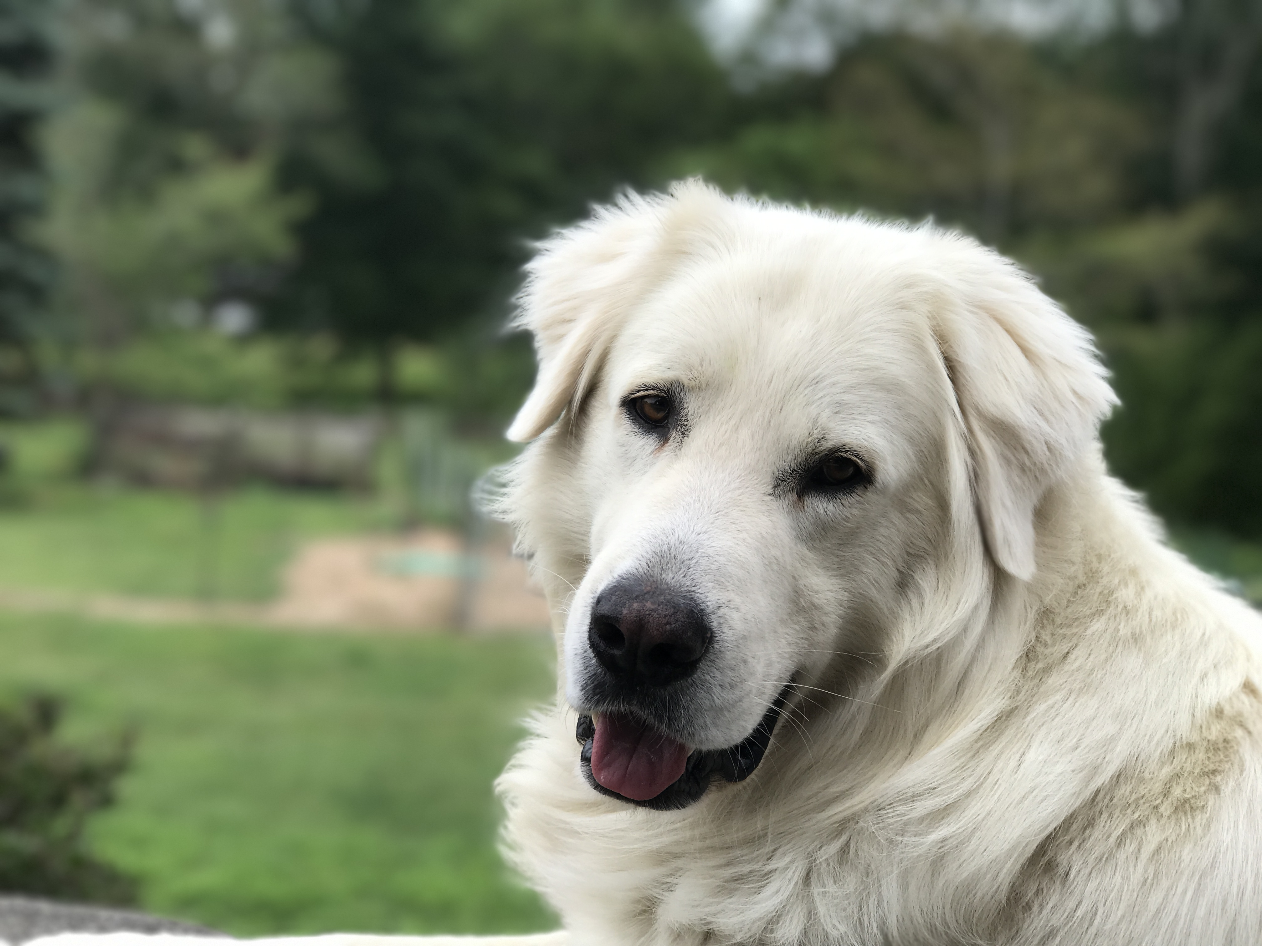 IMG_3389 | Mongolian Bankhar Dog Project