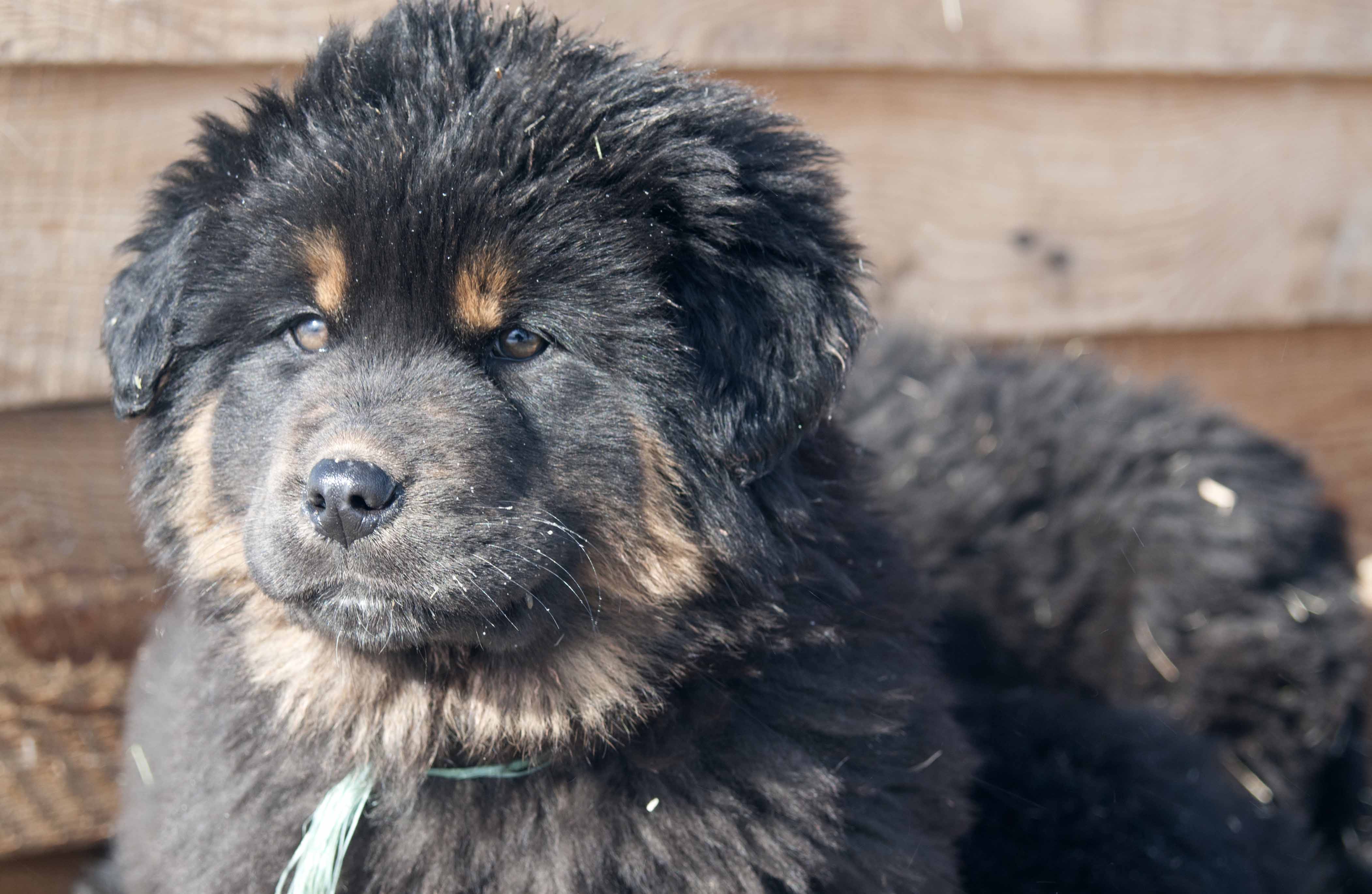 sm Puppy Portrait 5 | Mongolian Bankhar Dog Project