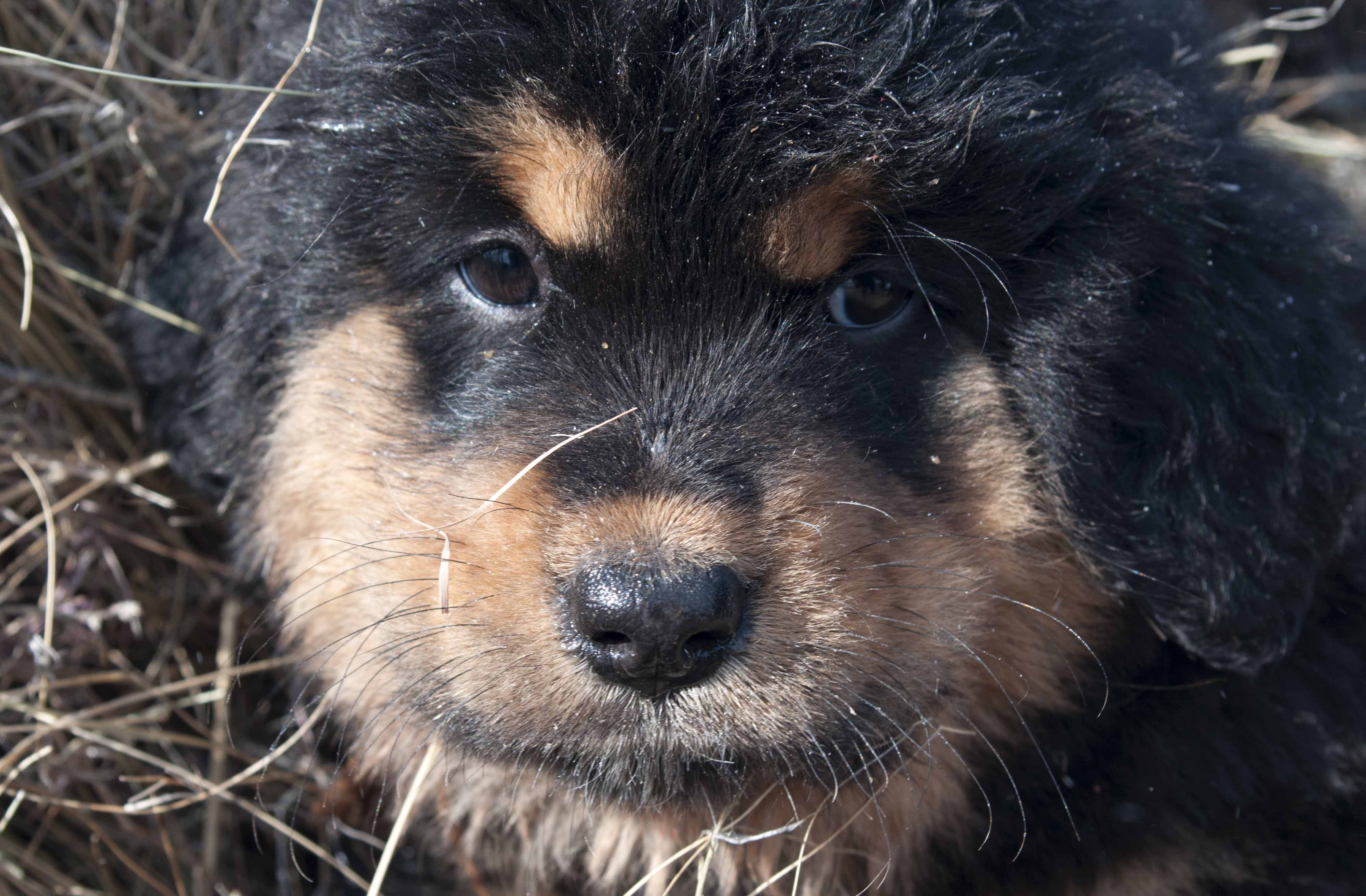 sm Puppy Portrait | Mongolian Bankhar Dog Project